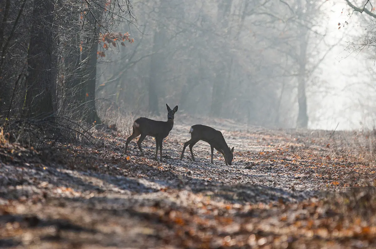 A World Class Sporting Estate - Wherwell Priory