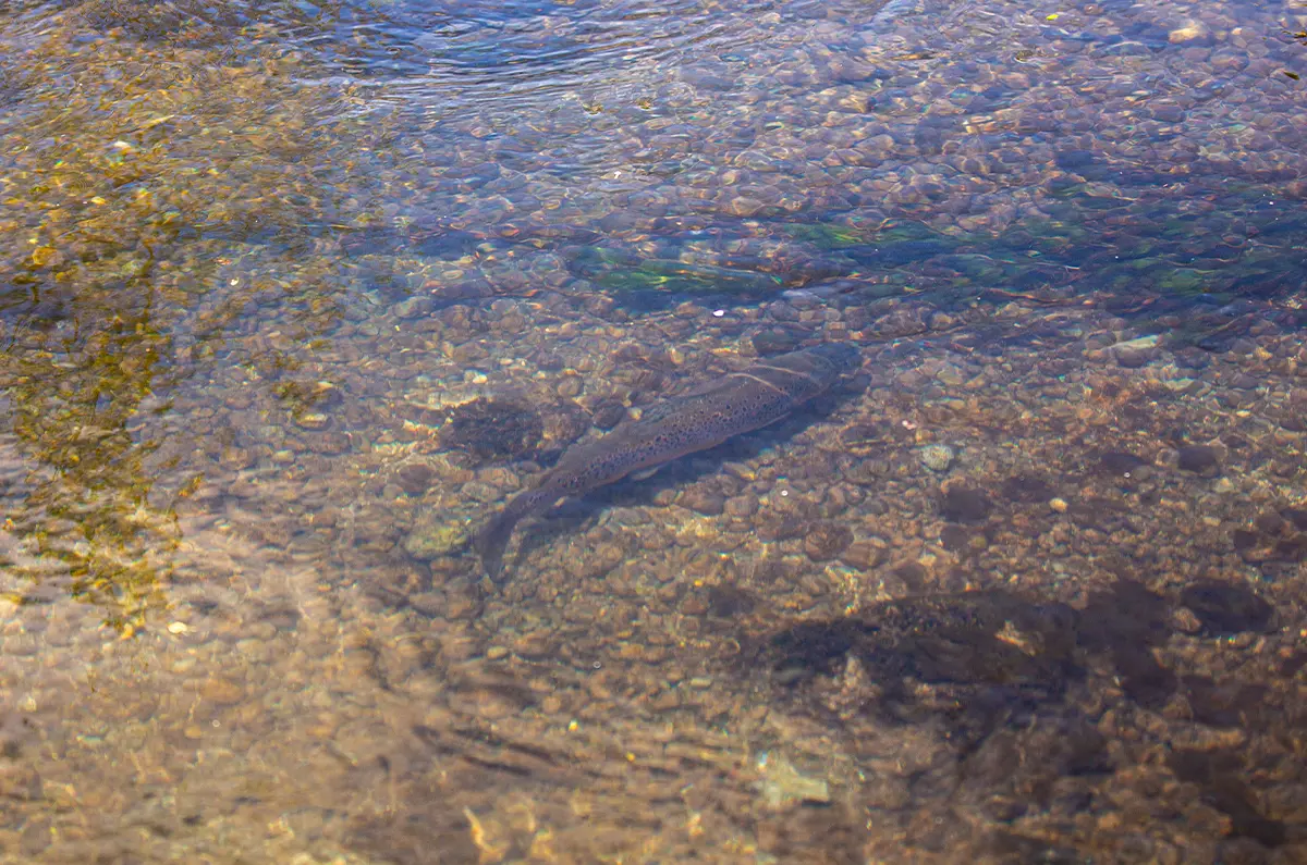 The Finest Chalkstream Trout Fishing - Wherwell Priory