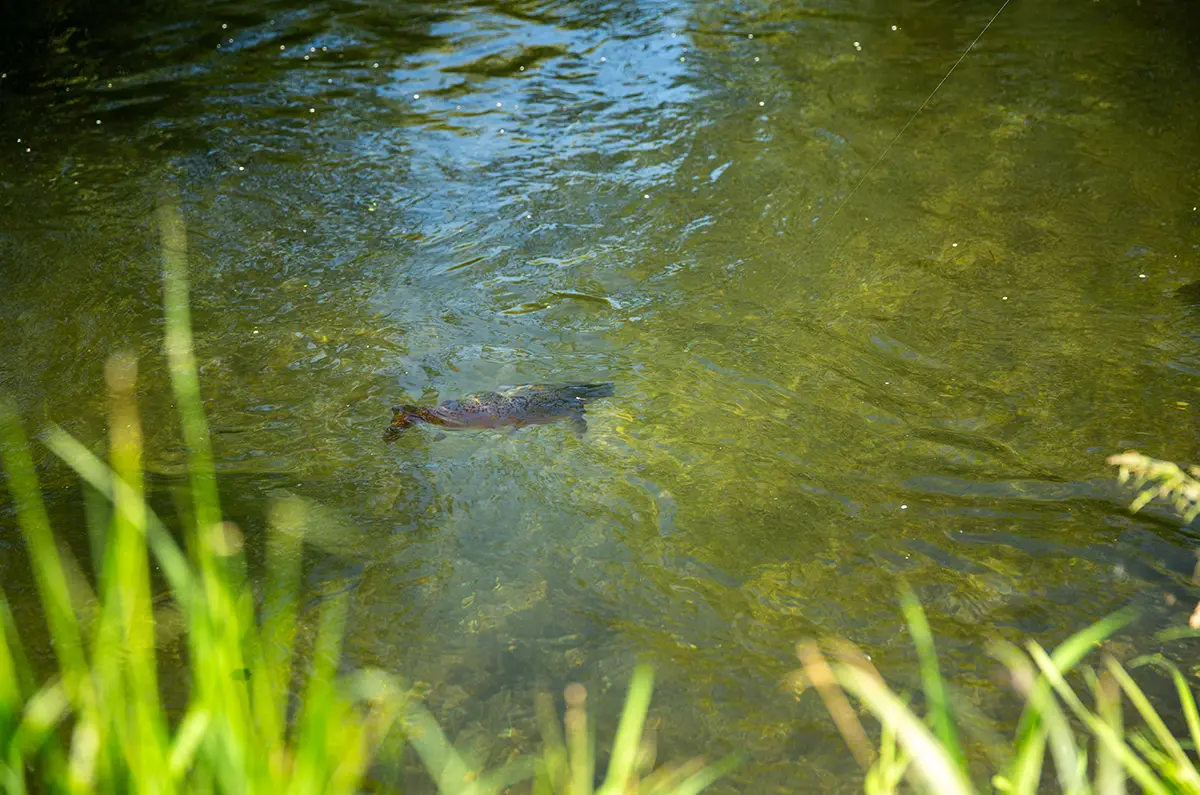 The Finest Chalkstream Trout Fishing - Wherwell Priory